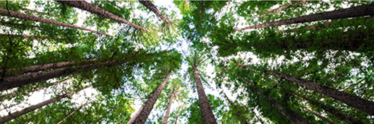 Trees Florida 2021 Conference - Marshall Tree Farm