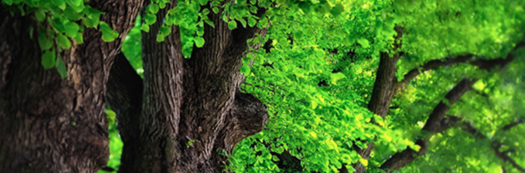 Arboriculture Short Course - Marshall Tree Farm