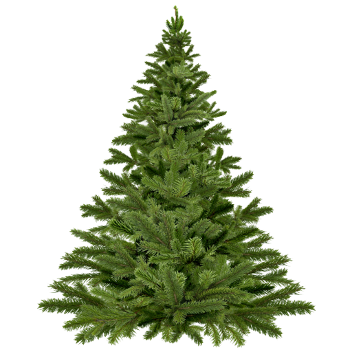 Quality Field-Grown Trees in Morriston, FL