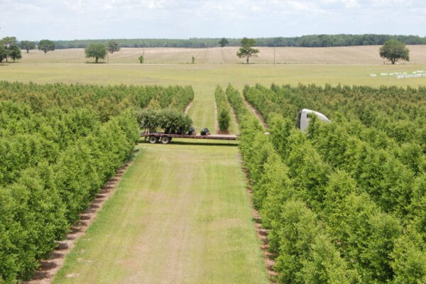Marshall Tree Farm in Morriston, Florida sells field-grown trees