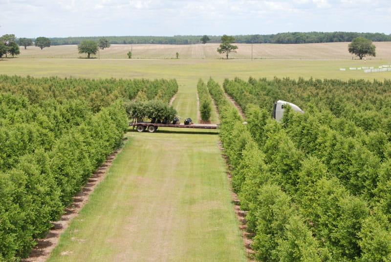 Marshall Tree Farm in Morriston, Florida sells field-grown trees